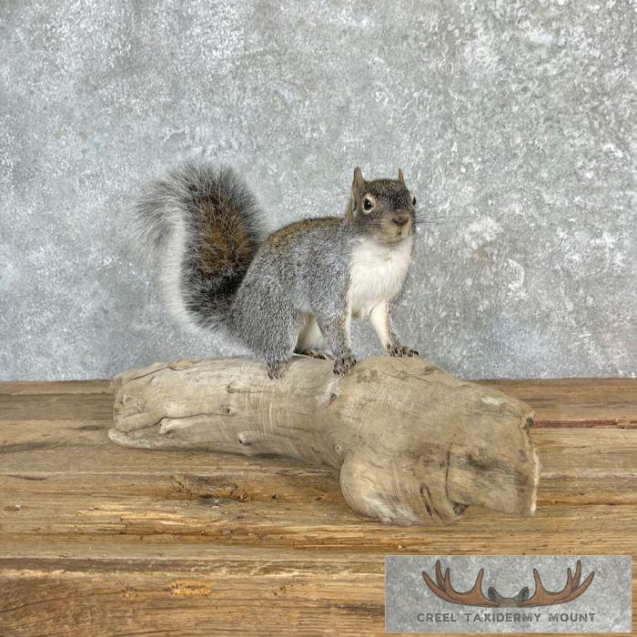 Arizona Gray Squirrel Life-Size Taxidermy Mount For Sale - Creel Taxidermy