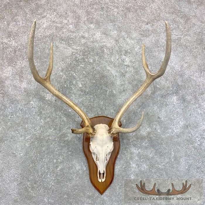 Axis Deer Skull European Plaque Taxidermy Mount For Sale - Creel Taxidermy