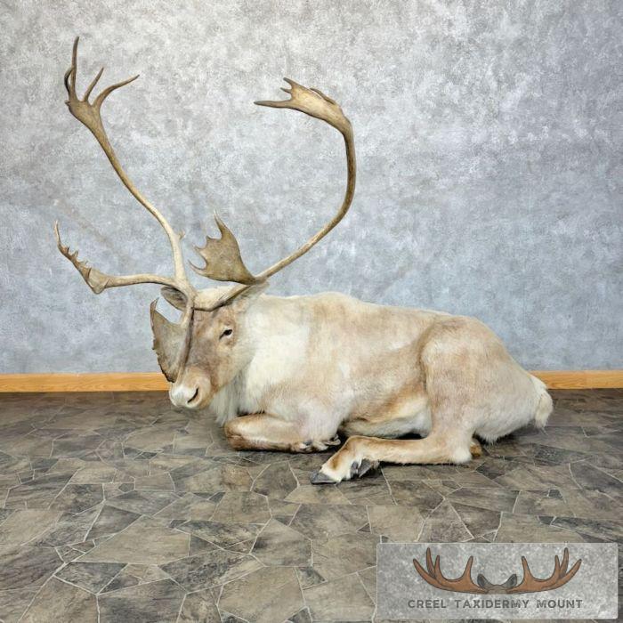 Barren-Ground Caribou Life-Size Taxidermy Mount For Sale - Creel Taxidermy