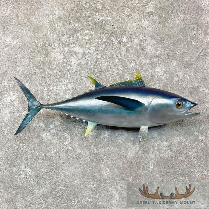 Bigeye Tuna Taxidermy Fish Mount For Sale - Creel Taxidermy