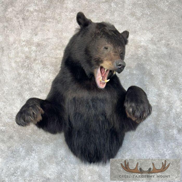Black Bear 1/2-Life-Size Taxidermy Mount For Sale - Creel Taxidermy