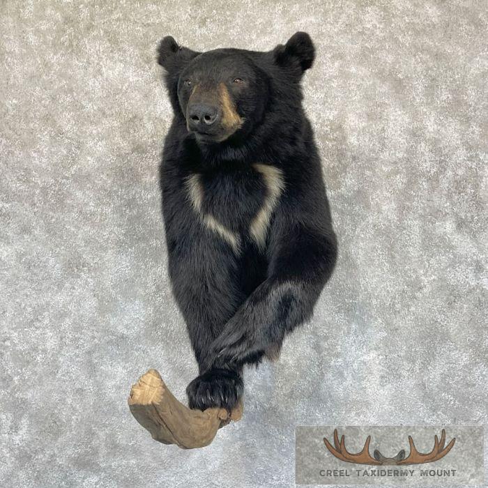 Black Bear 1/2 Life-Size Taxidermy Mount For Sale - Creel Taxidermy
