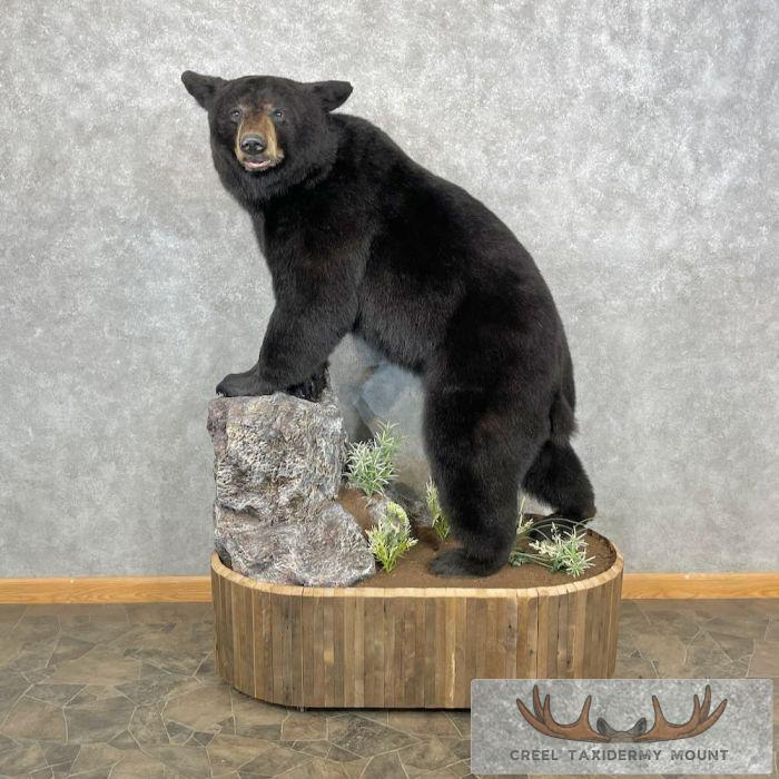 Black Bear Life-Size Taxidermy Mount For Sale - Creel Taxidermy