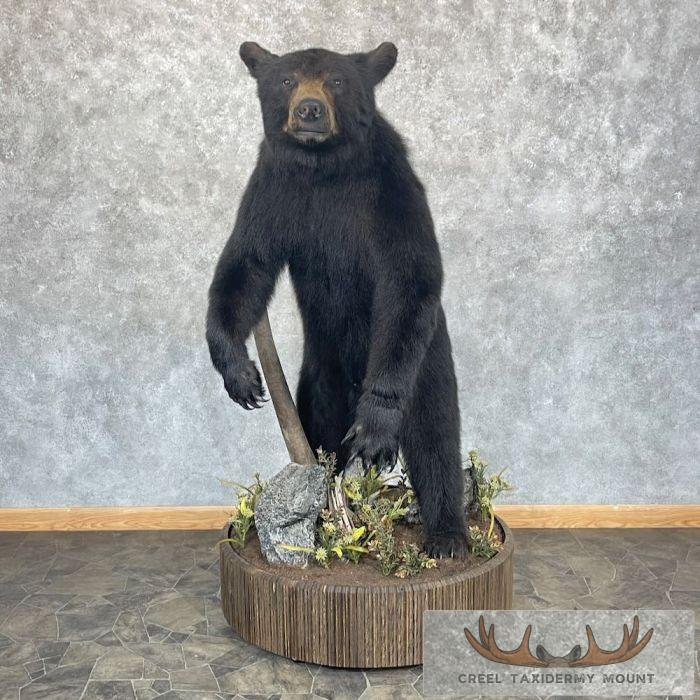 Black Bear Life-Size Taxidermy Mount For Sale - Creel Taxidermy