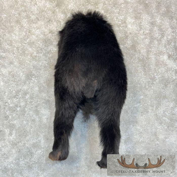 Black Bear Rear Taxidermy Mount For Sale - Creel Taxidermy