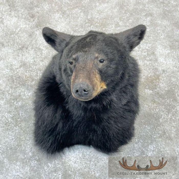Black Bear Taxidermy Shoulder Mount For Sale - Creel Taxidermy