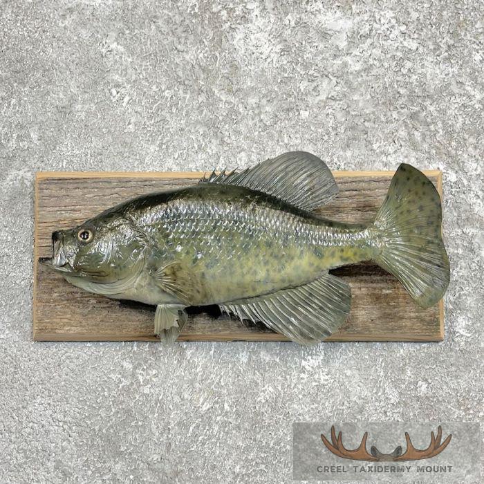 Black Crappie Taxidermy Fish Mount For Sale - Creel Taxidermy
