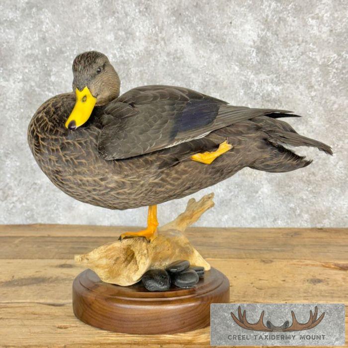 Black Duck Hen Taxidermy Bird Mount For Sale - Creel Taxidermy