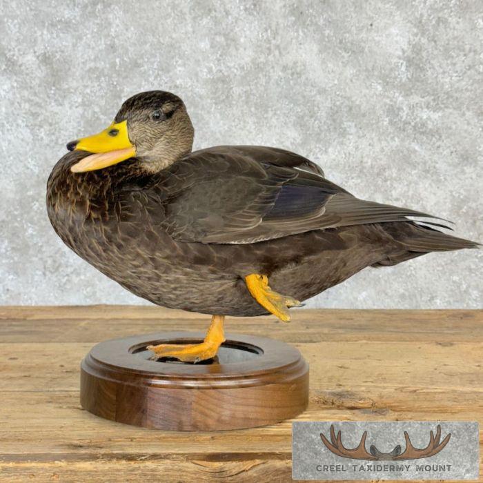 Black Duck Hen Taxidermy Bird Mount For Sale - Creel Taxidermy