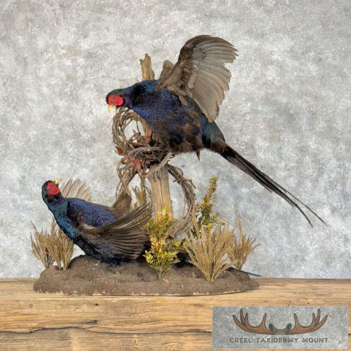Black Pheasant Taxidermy Bird Mount For Sale - Creel Taxidermy