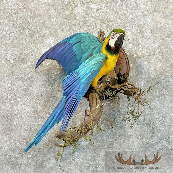 Blue-and-Yellow Macaw Taxidermy Bird Mount For Sale - Creel Taxidermy