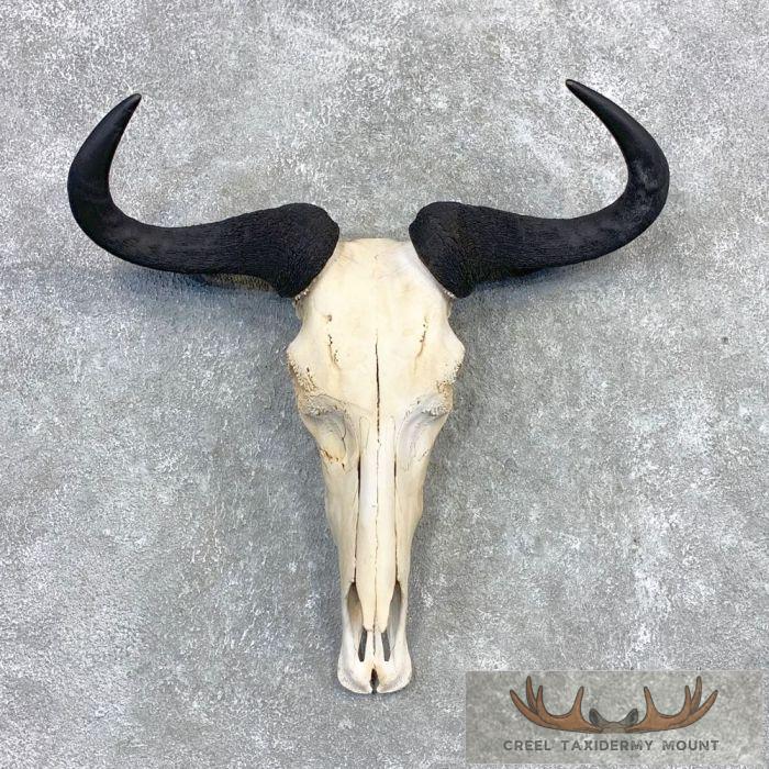 wildebeest skull
