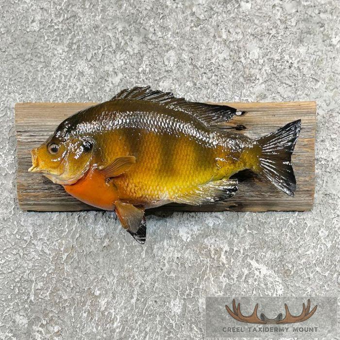 7.5" Bluegill Taxidermy Fish Mount For Sale - Creel Taxidermy