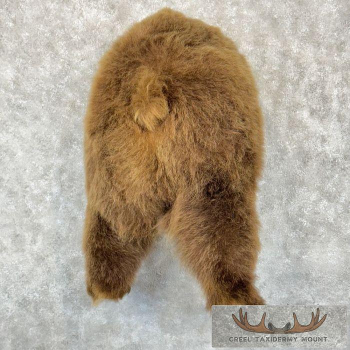 Brown Bear Rear Taxidermy Mount For Sale - Creel Taxidermy