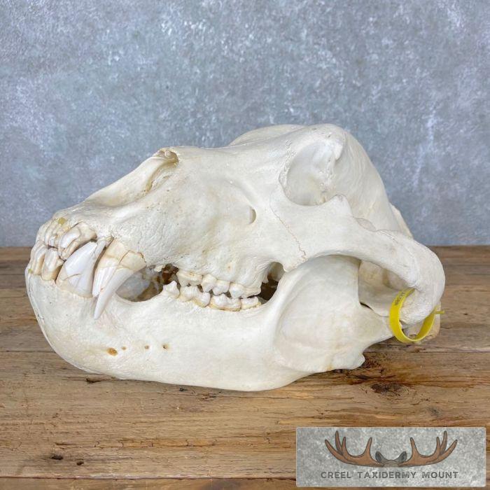 Kodiak Brown Bear Full Skull For Sale - Creel Taxidermy