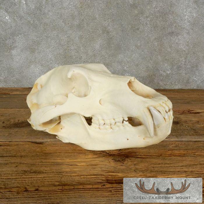 Alaskan Brown Bear Full Skull Mount For Sale - Creel Taxidermy