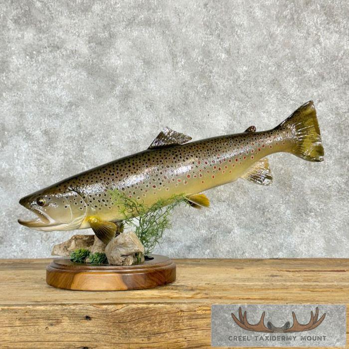 26" Brown Trout Taxidermy Fish Mount For Sale - Creel Taxidermy