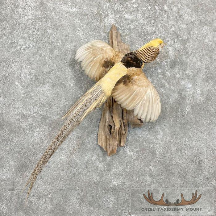 Buff Golden Pheasant Taxidermy Bird Mount For Sale - Creel Taxidermy
