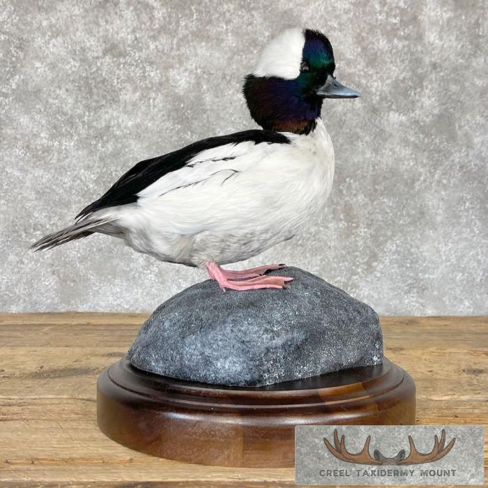 Bufflehead Drake Taxidermy Duck Mount For Sale - Creel Taxidermy