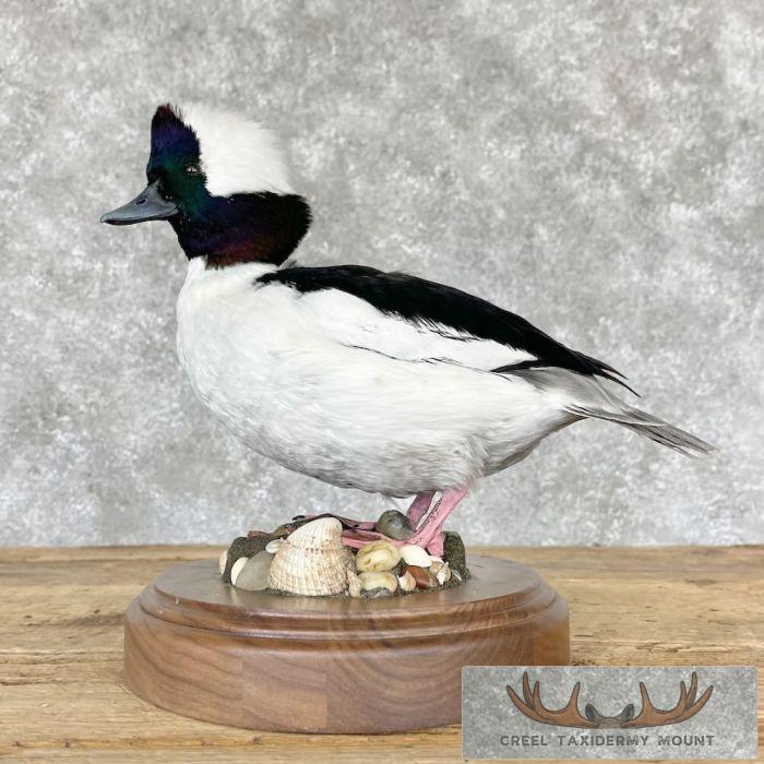 Bufflehead Drake Taxidermy Duck Mount For Sale - Creel Taxidermy