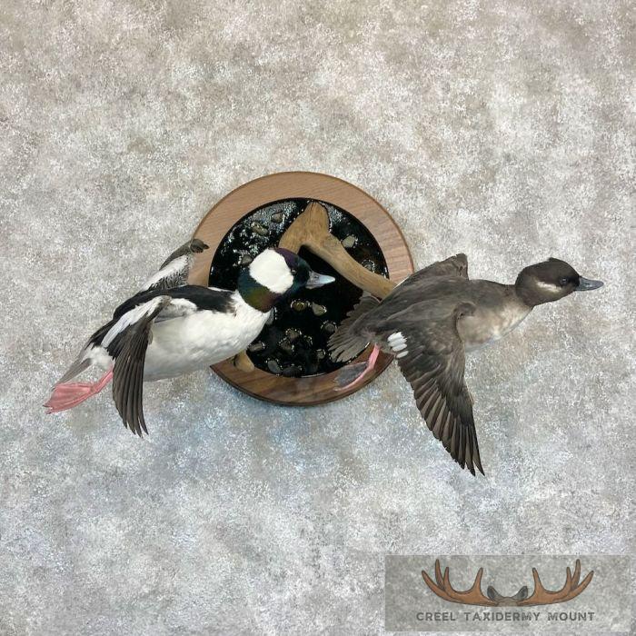 Bufflehead Pair Taxidermy Duck Mount For Sale - Creel Taxidermy