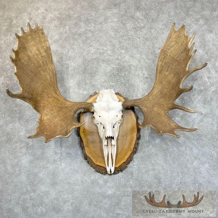 Canadian Moose Skull European Taxidermy For Sale - Creel Taxidermy