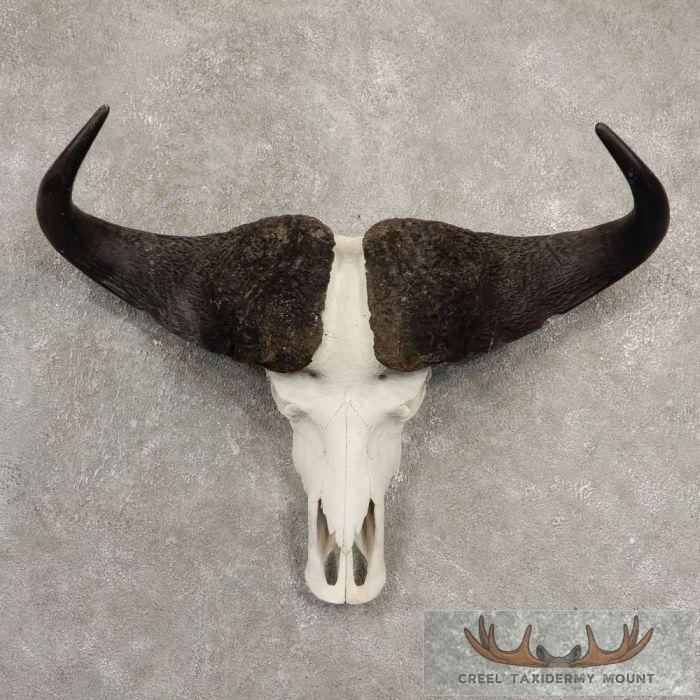 Cape Buffalo Skull European Taxidermy Mount For Sale - Creel Taxidermy
