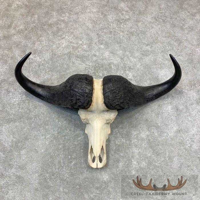 Cape Buffalo Skull European Taxidermy Mount For Sale - Creel Taxidermy