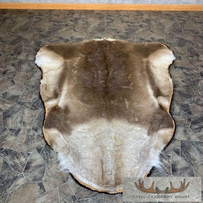 Caribou Taxidermy Rug For Sale - Creel Taxidermy