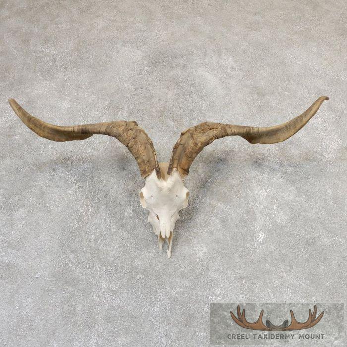 Catalina Goat Skull & Horn European Taxidermy Mount For Sale - Creel ...