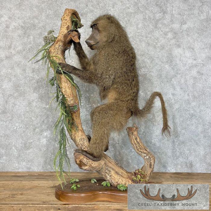 Chacma Baboon Taxidermy Life-Size Mount For Sale - Creel Taxidermy