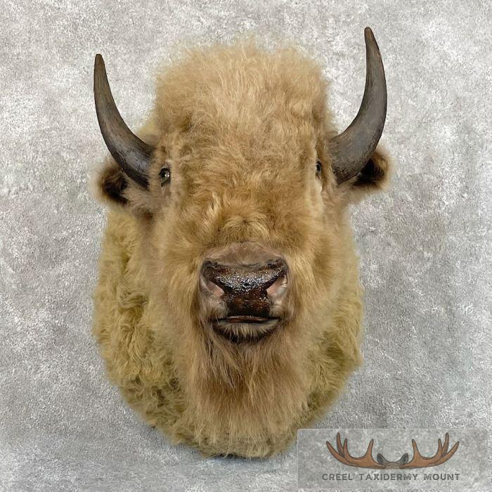 Cinnamon American Bison Taxidermy Shoulder Mount For Sale - Creel Taxidermy