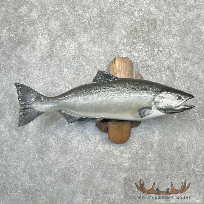 Coho Salmon Taxidermy Fish Mount For Sale - Creel Taxidermy