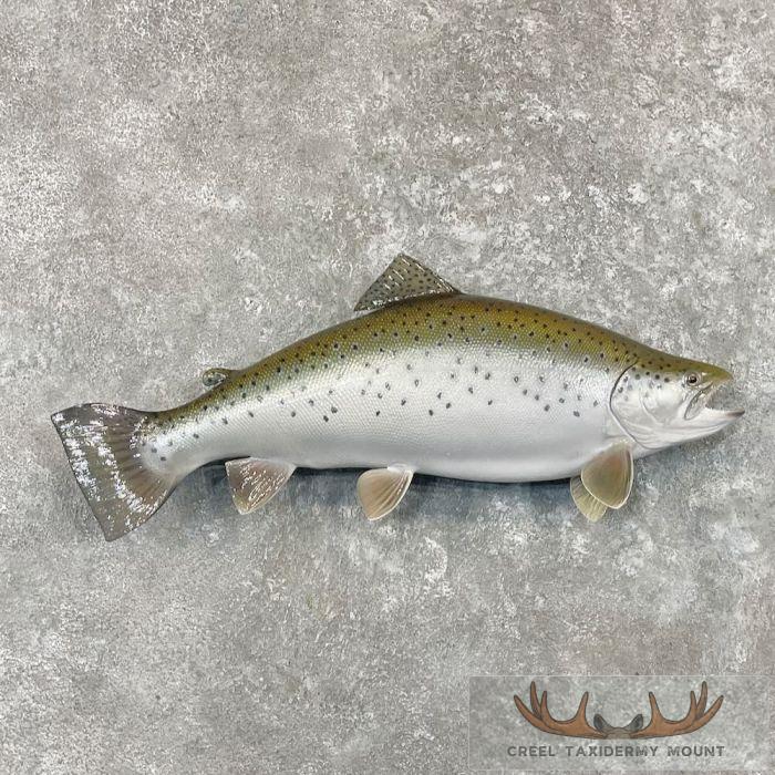 Coho Salmon Taxidermy Fish Mount For Sale - Creel Taxidermy