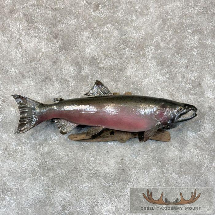 25" Coho Salmon Taxidermy Fish Mount For Sale - Creel Taxidermy