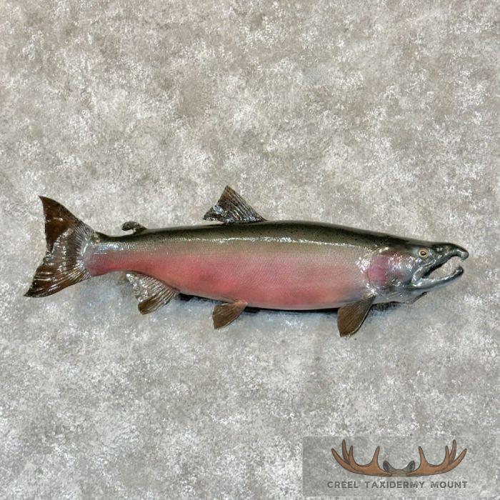 26" Coho Salmon Taxidermy Fish Mount For Sale - Creel Taxidermy