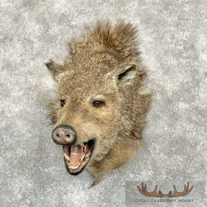 Collared Peccary Taxidermy Shoulder Mount For Sale - Creel Taxidermy