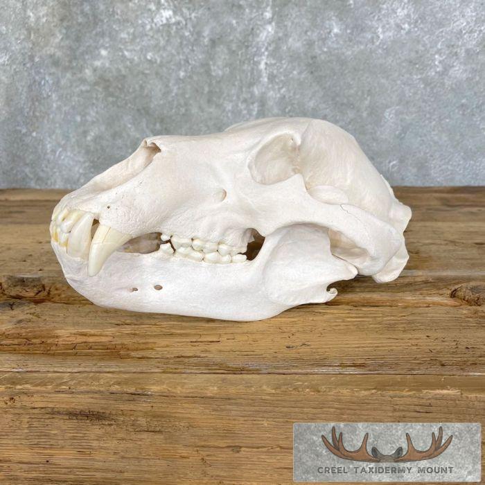 Common Alaskan Grizzly Bear Full Skull For Sale - Creel Taxidermy