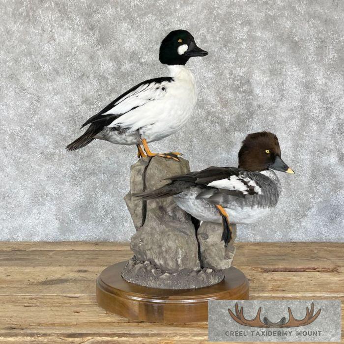 Common Goldeneye Pair Taxidermy Mount For Sale - Creel Taxidermy