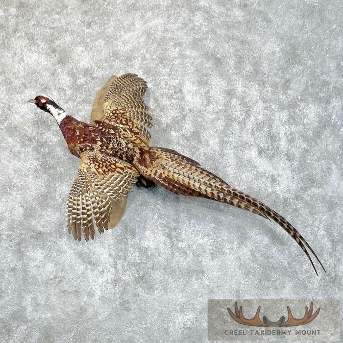 pheasant flying mount