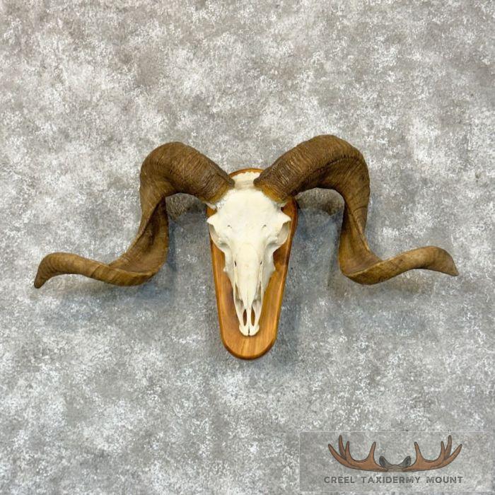 Corsican Ram Skull & Horn European Taxidermy Mount For Sale - Creel ...