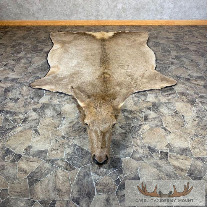 Cow Elk Taxidermy Rug For Sale - Creel Taxidermy