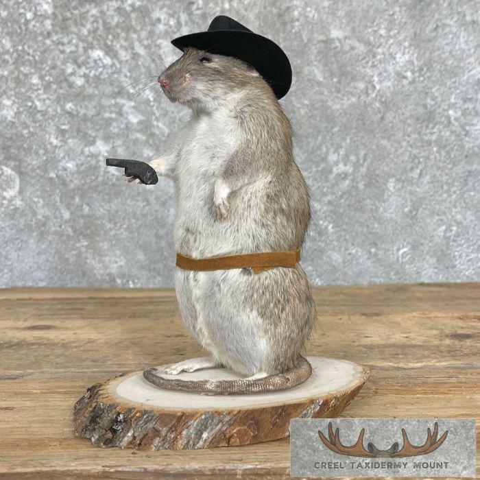 Cowboy Rat Novelty Taxidermy Mount For Sale - Creel Taxidermy