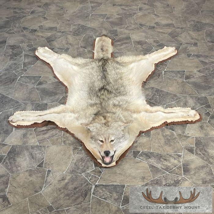 Coyote Full Rug Taxidermy Mount For Sale - Creel Taxidermy
