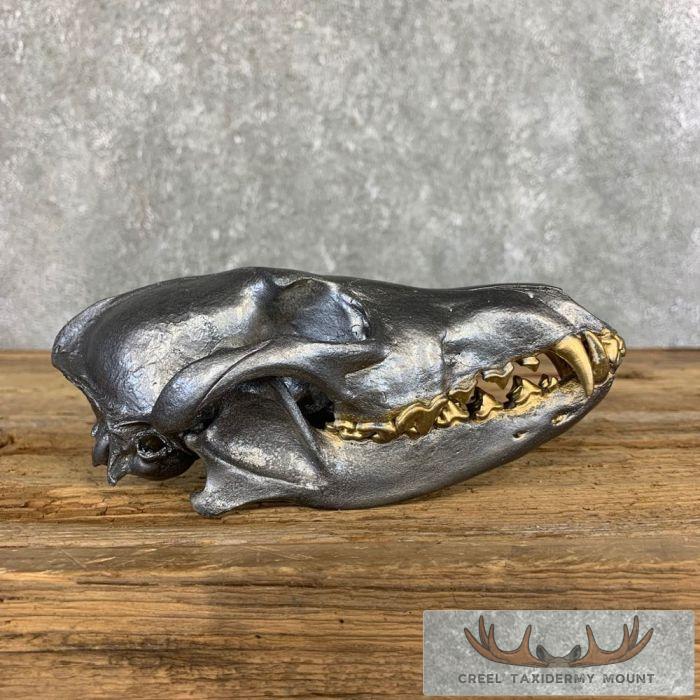 Coyote Full Skull Taxidermy Mount For Sale - Creel Taxidermy