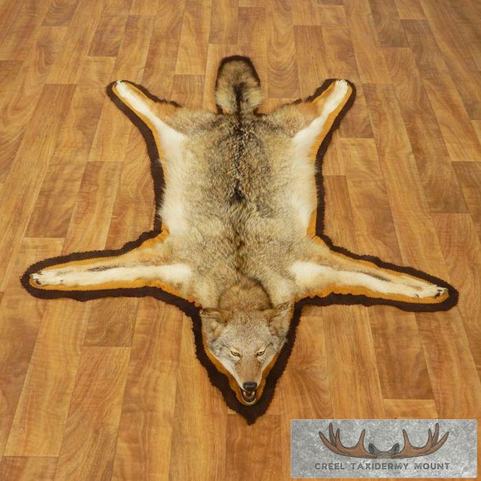 Coyote Skin Rug Taxidermy Mount For Sale - Creel Taxidermy