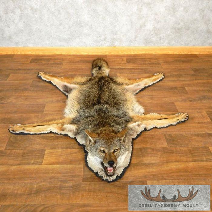 Coyote Full Rug Taxidermy Mount For Sale - Creel Taxidermy