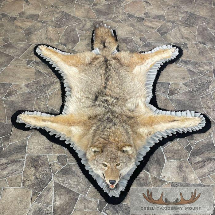 Coyote Full Rug Taxidermy Mount For Sale - Creel Taxidermy