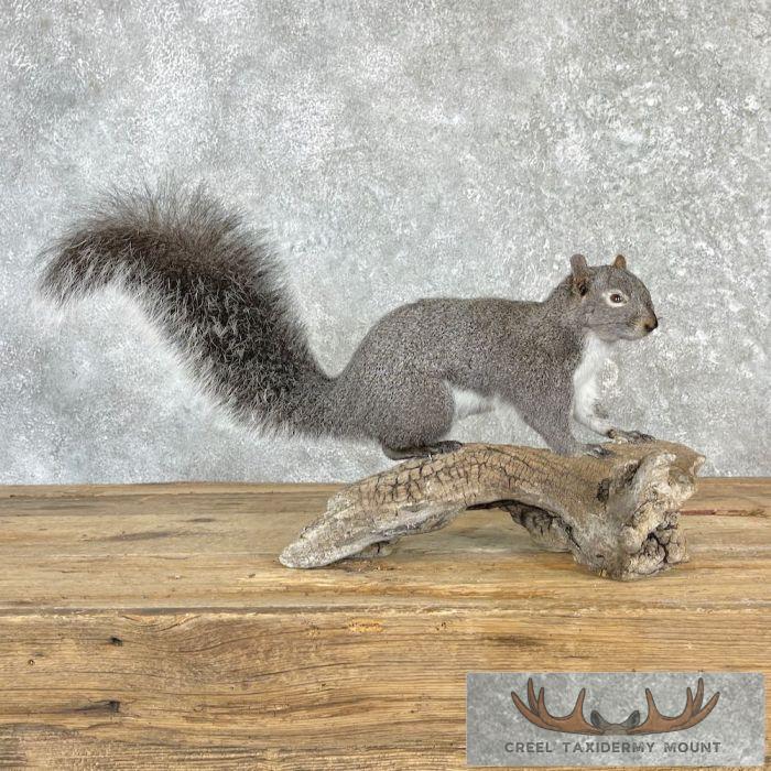 Delmarva Fox Squirrel Life-Size Taxidermy Mount For Sale - Creel Taxidermy