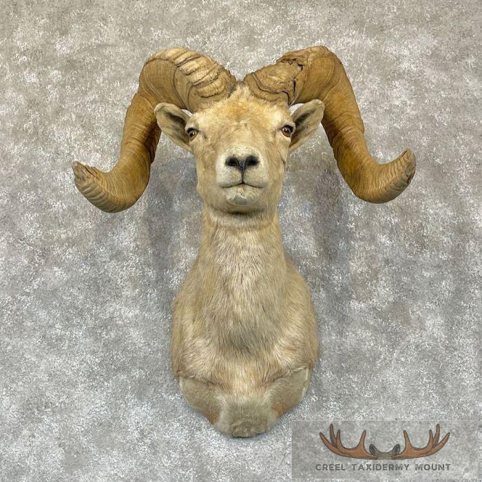 Desert Bighorn Sheep Ram Head Taxidermy Shoulder Mount For Sale - Creel ...